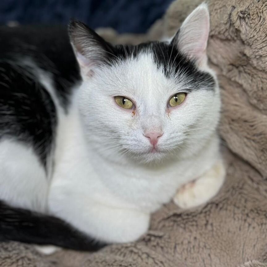 Кошка из приюта