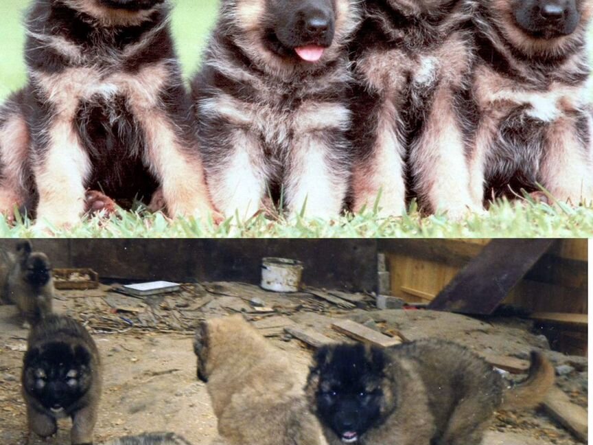 Щенка немецкой или кавказской овчарки