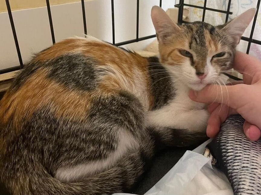 Котята в добрые руки приучены к лотку