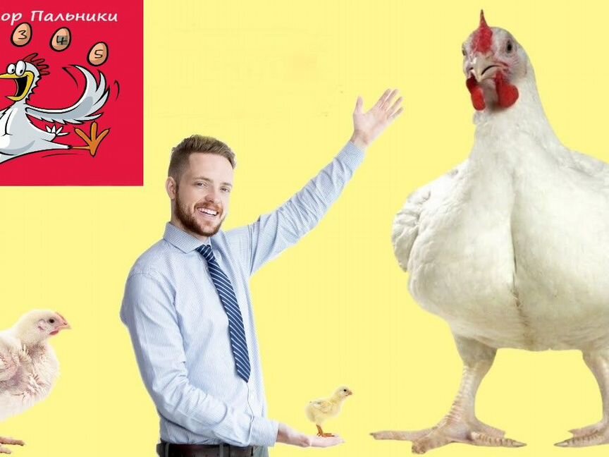 Бройлер Кобб500/ Росс 308 импорт