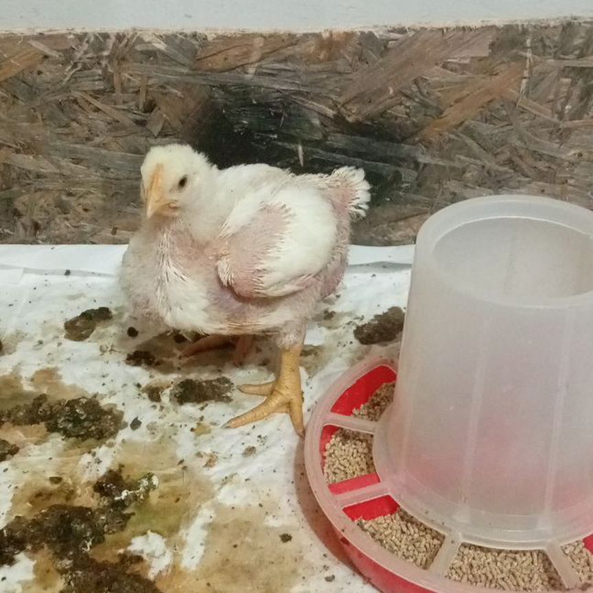 Продам подрошенных бройлеров