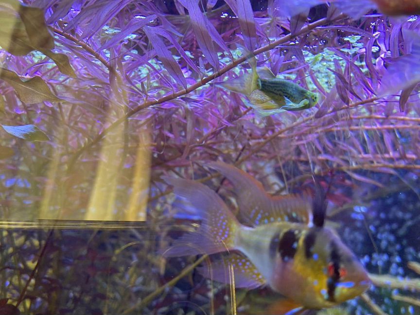 Ротала индика розовая