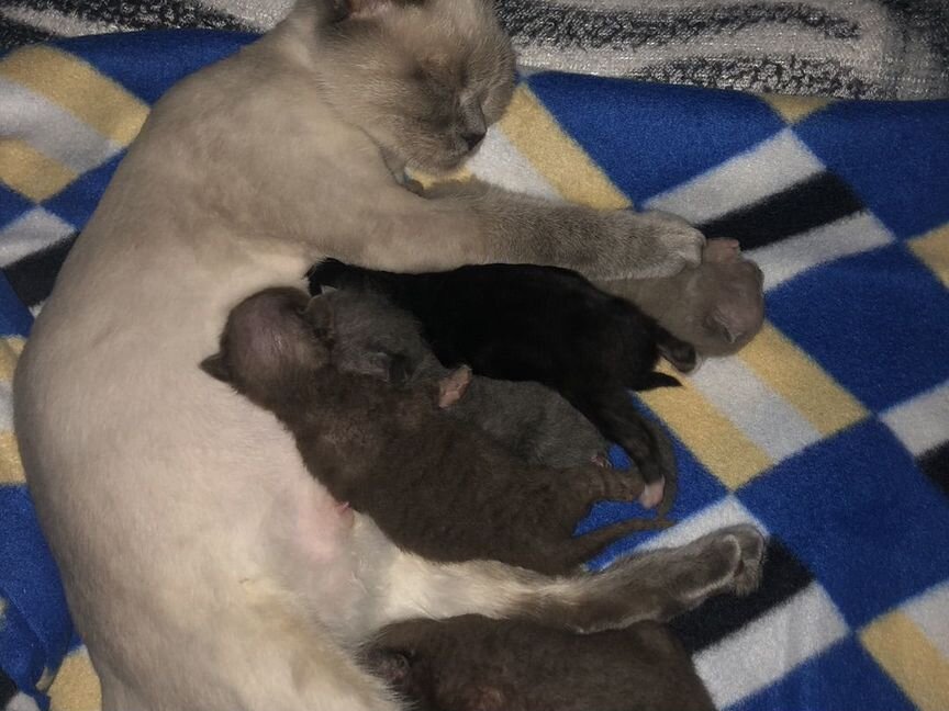 Котята сиамские