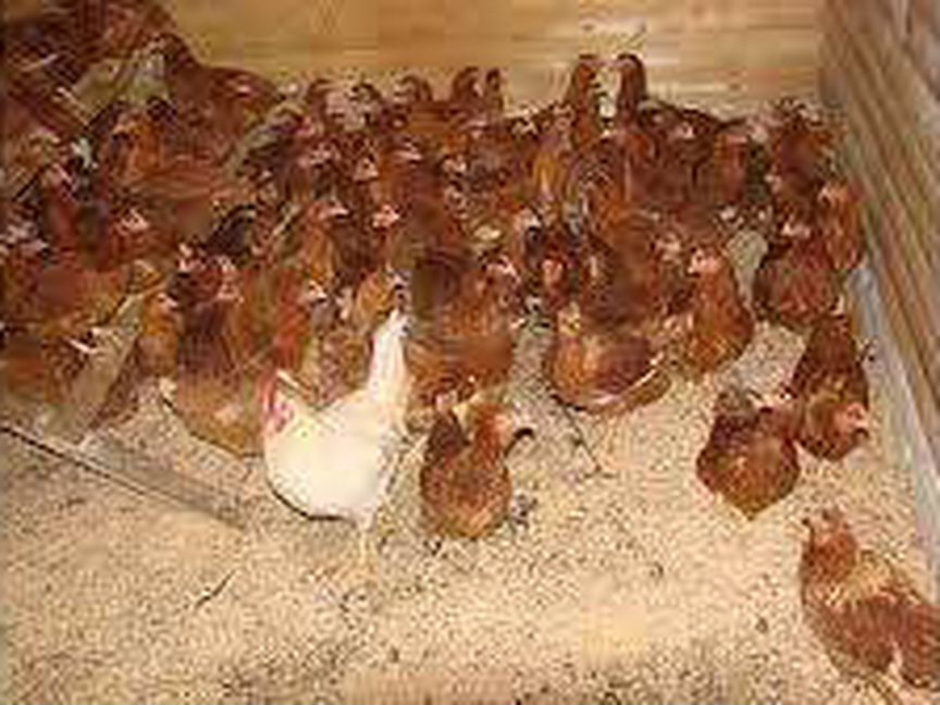 Куры молодки несушки