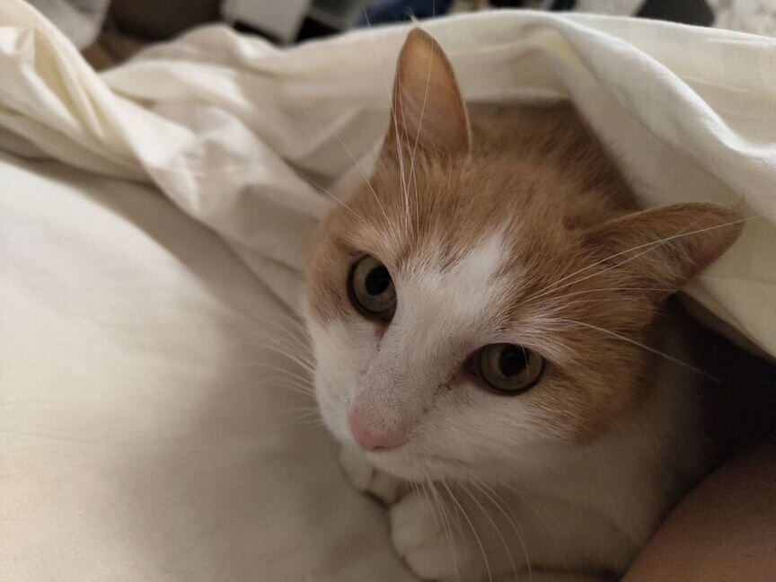 Кот Цезарь в добрые руки