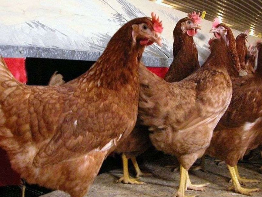 Куры молодки несушки домашние