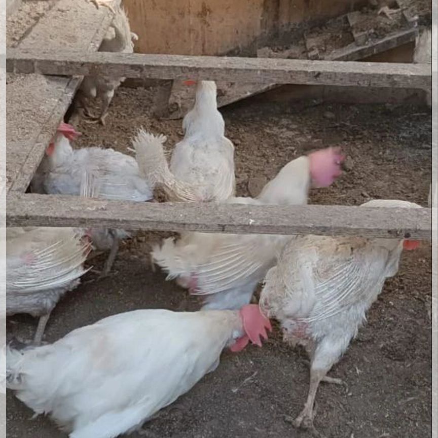 Купить кур несушек