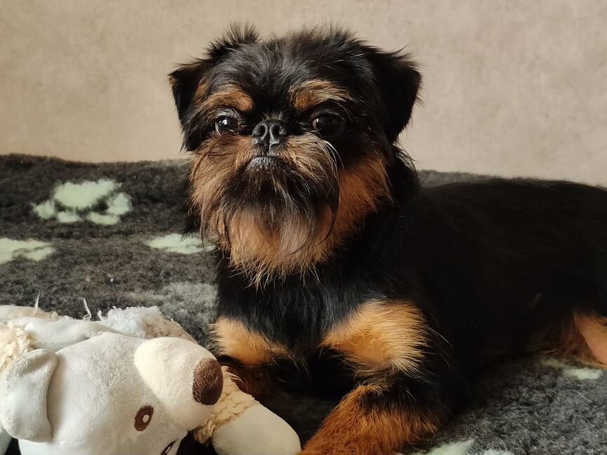 Подрощенный щенок бельгийского гриффона