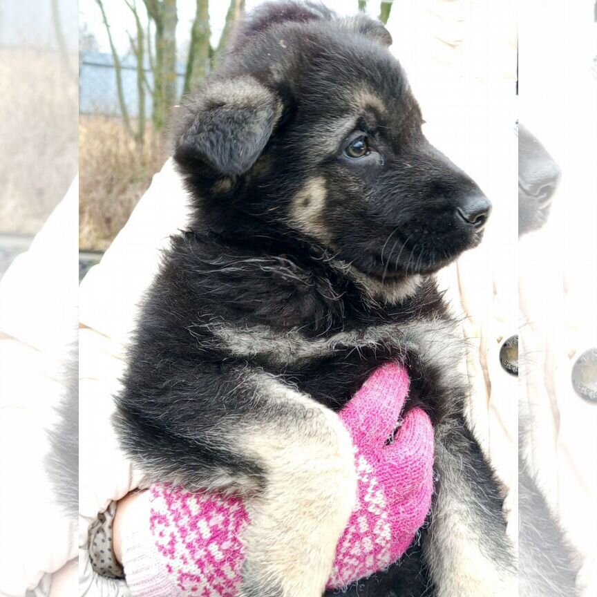 Немецкая овчарка, щенок