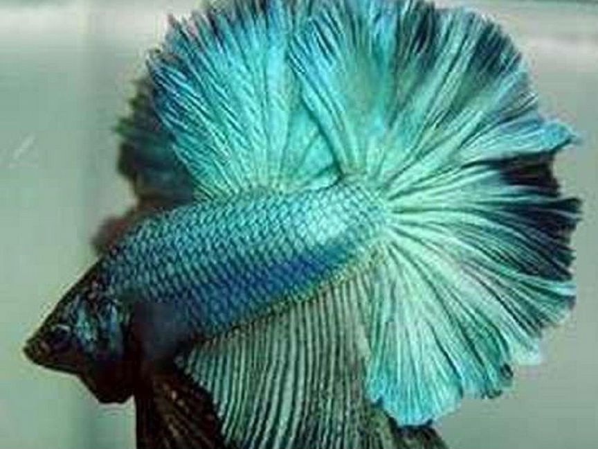 Петушок Халфмун Изумруд (самец) (арт 7933)