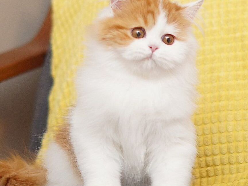 Хайленд Страйт яркий рыжий