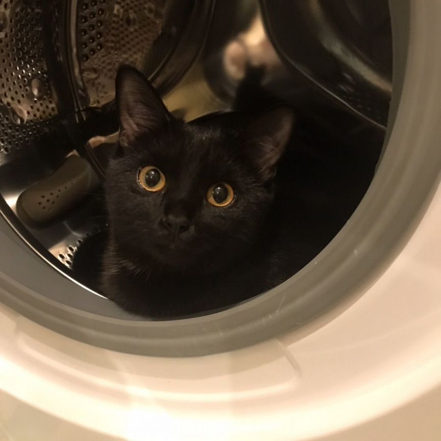 Котёнок 7 месяцев
