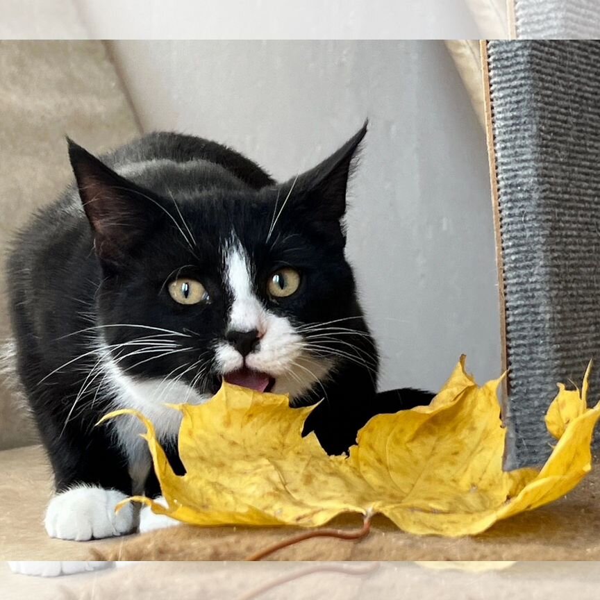 Большой котенок ищет дом