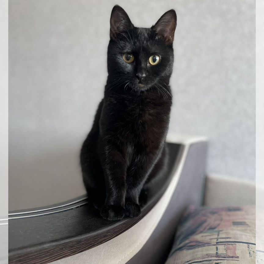 Взрослая, кошка в добрые руки