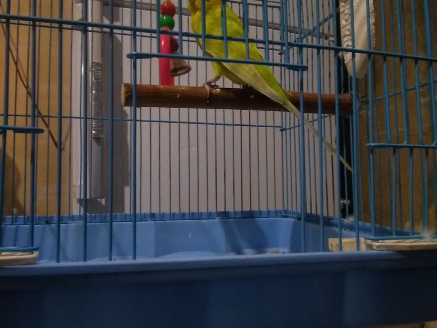 Волнистый попугай с клеткой