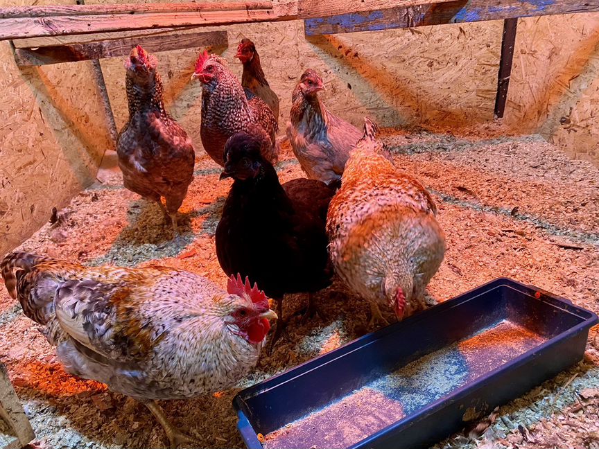 Петухи легбар