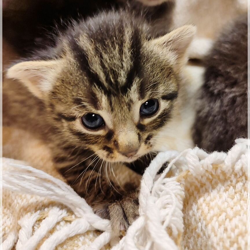 Котёнок в добрые руки