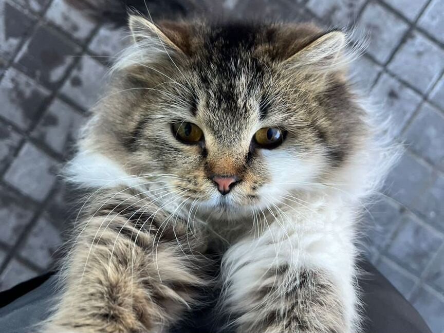 Нежная девочка Бусинка живёт на улице.Мама, где ты