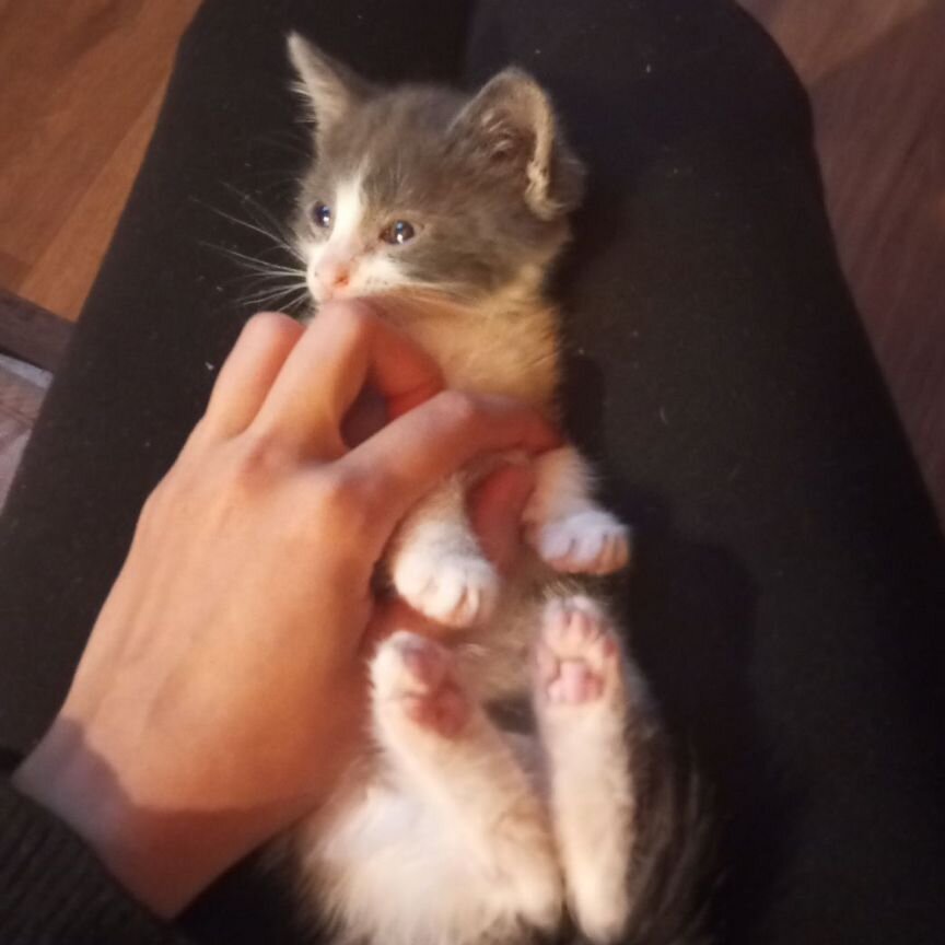 Котенок