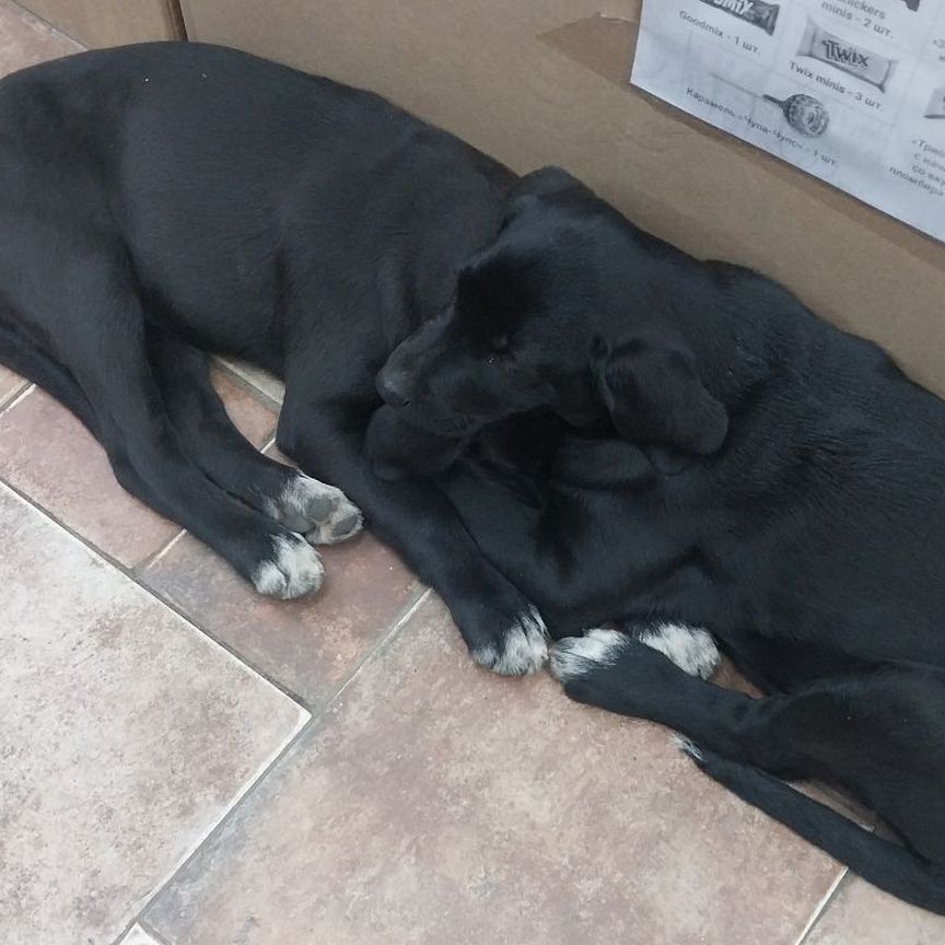 Щенок в добрые руки