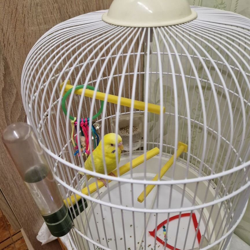 Волнистый попугай с клеткой