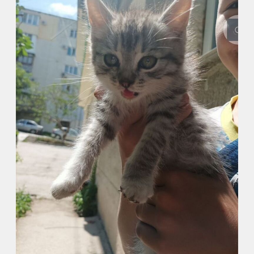 Очень красивый котенок ищет дом