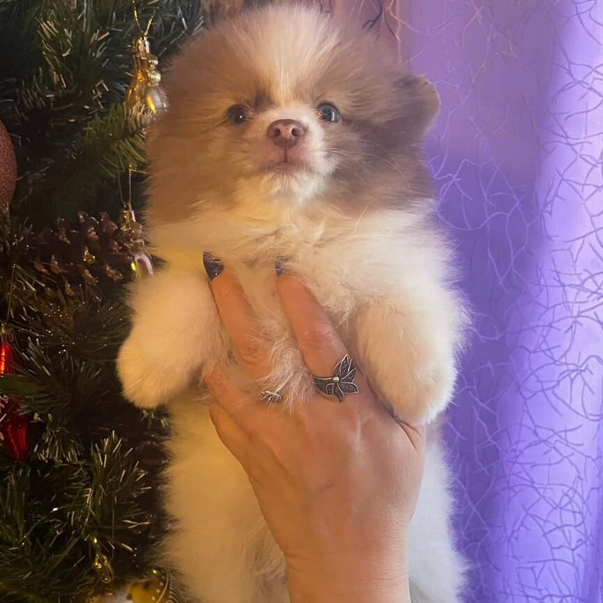 Щенки шпица Девчуля