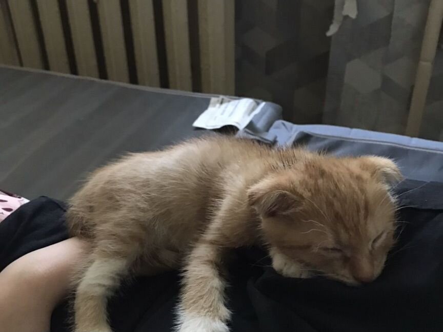 Рыжий котенок мальчик