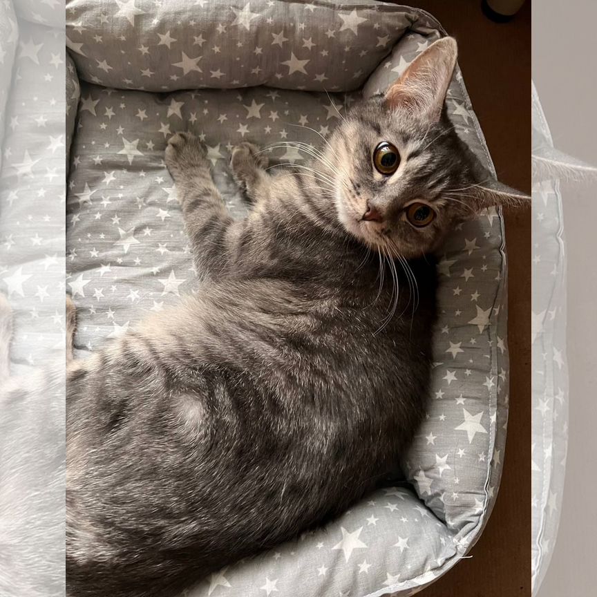 Кошка девочка