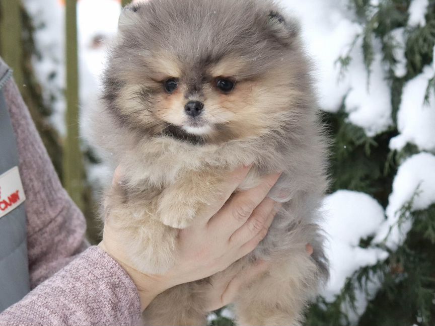 Лиловая Дeвoчкa- Meдвежонок шпица с дoстaвкой