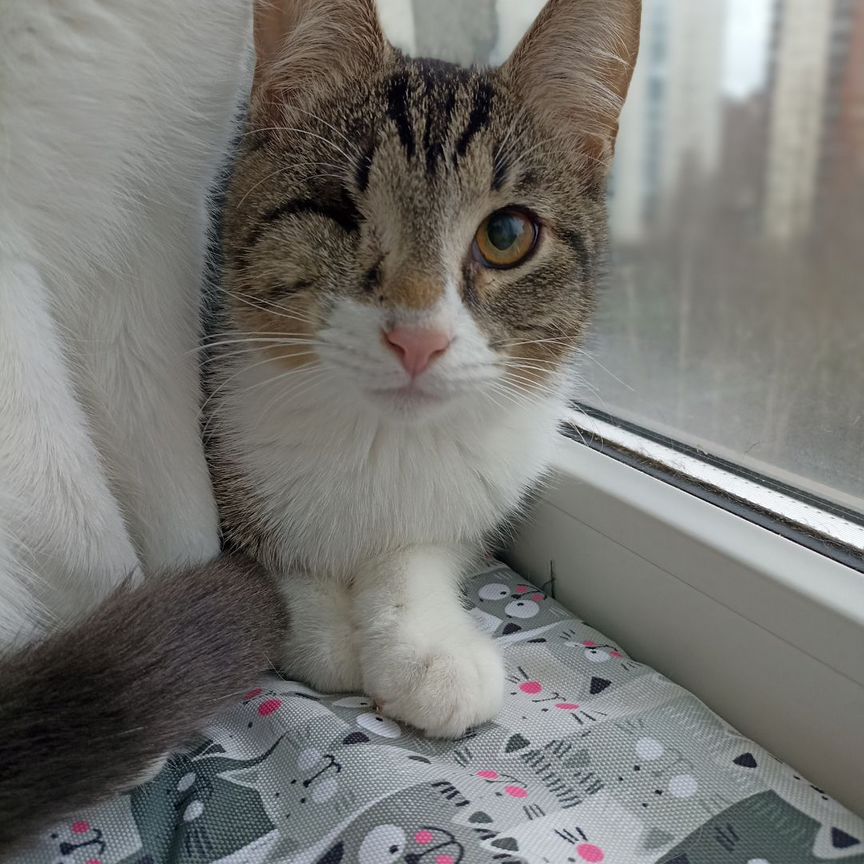 Котёнок Ласкун