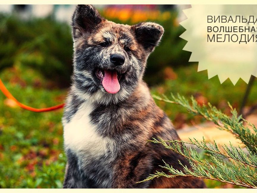 Щенки Акита ину, японская акита, Хатико