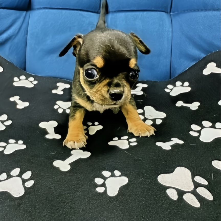 Чихуахуа, щенок