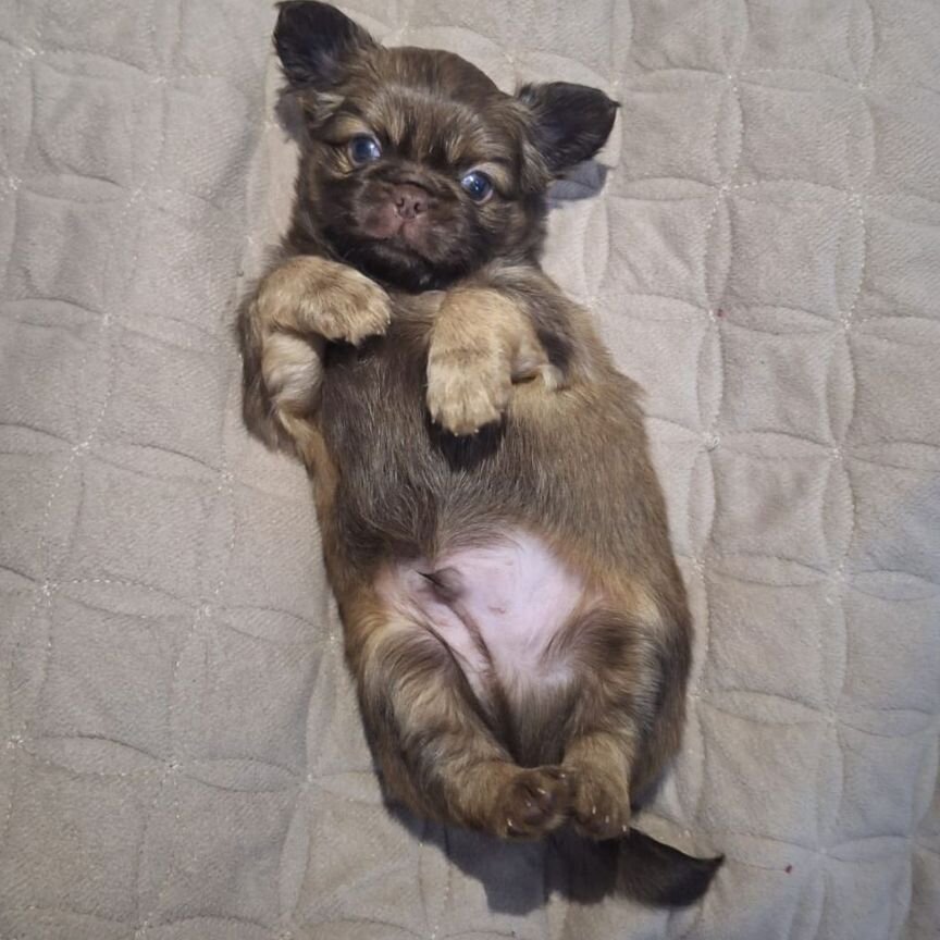 Экстремальный шоколадный соболь