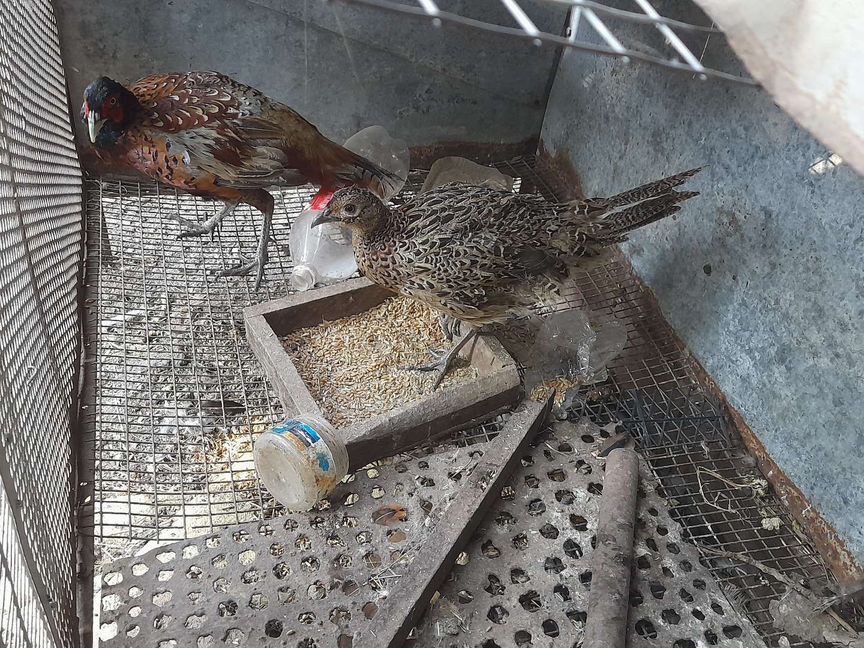 Декоративные птицы