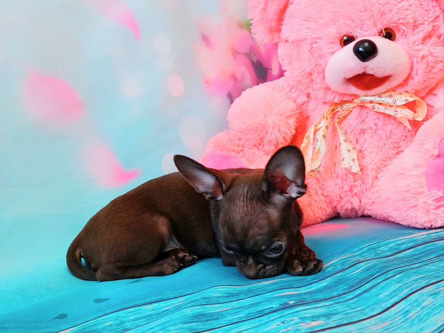 Чихуахуа щеночки РКФ 3 мес