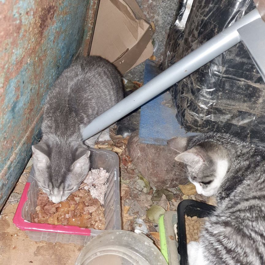 Выкинули на помойку