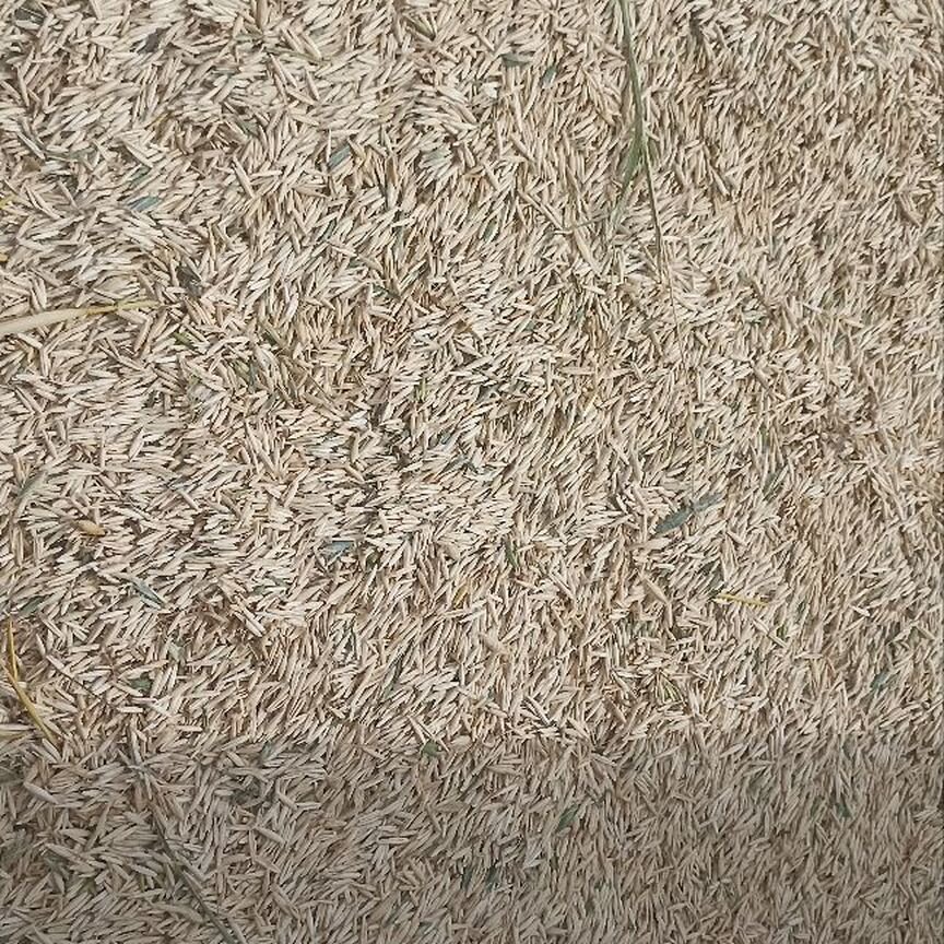 Овёс, пшеница, просо