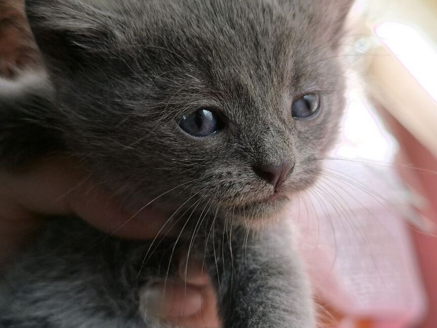 Котенок девочка