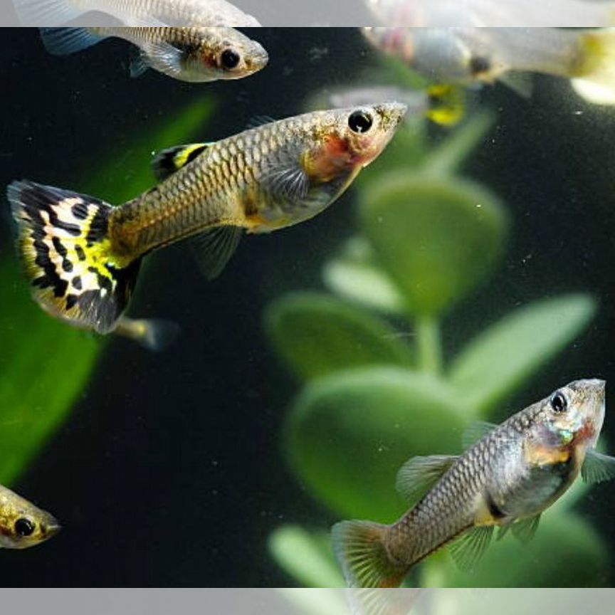 Аквариумные рыбки гуппи