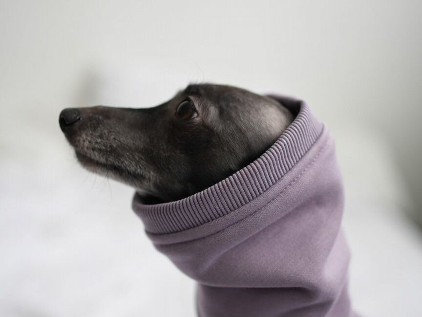 Толстовка на левретку