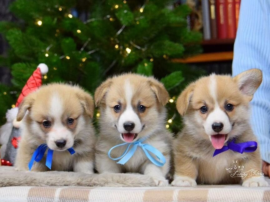 Мальчишки вельш корги пемброк