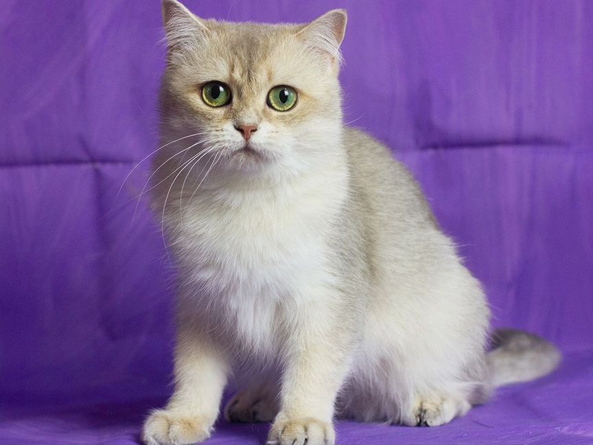 Британская голубая шиншилла