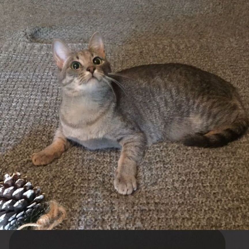 Зося, 2,5 года, в самые добрые руки