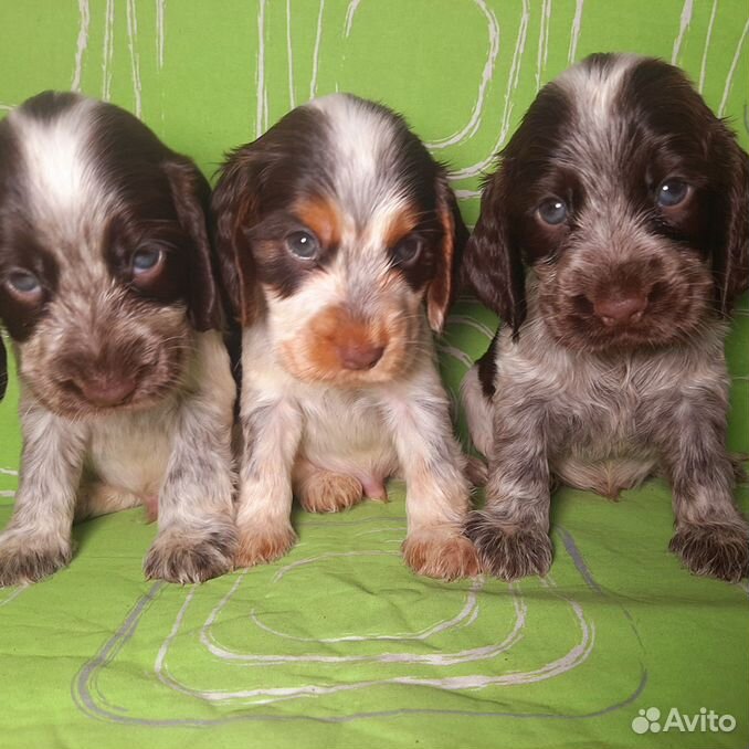 Щенята Анг. кокер Спаниель, РКФ