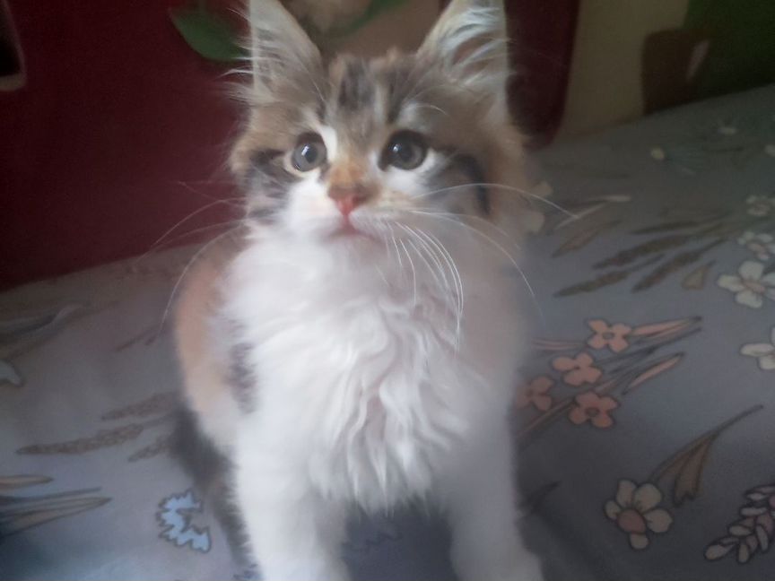 Мейн-кун кошечка