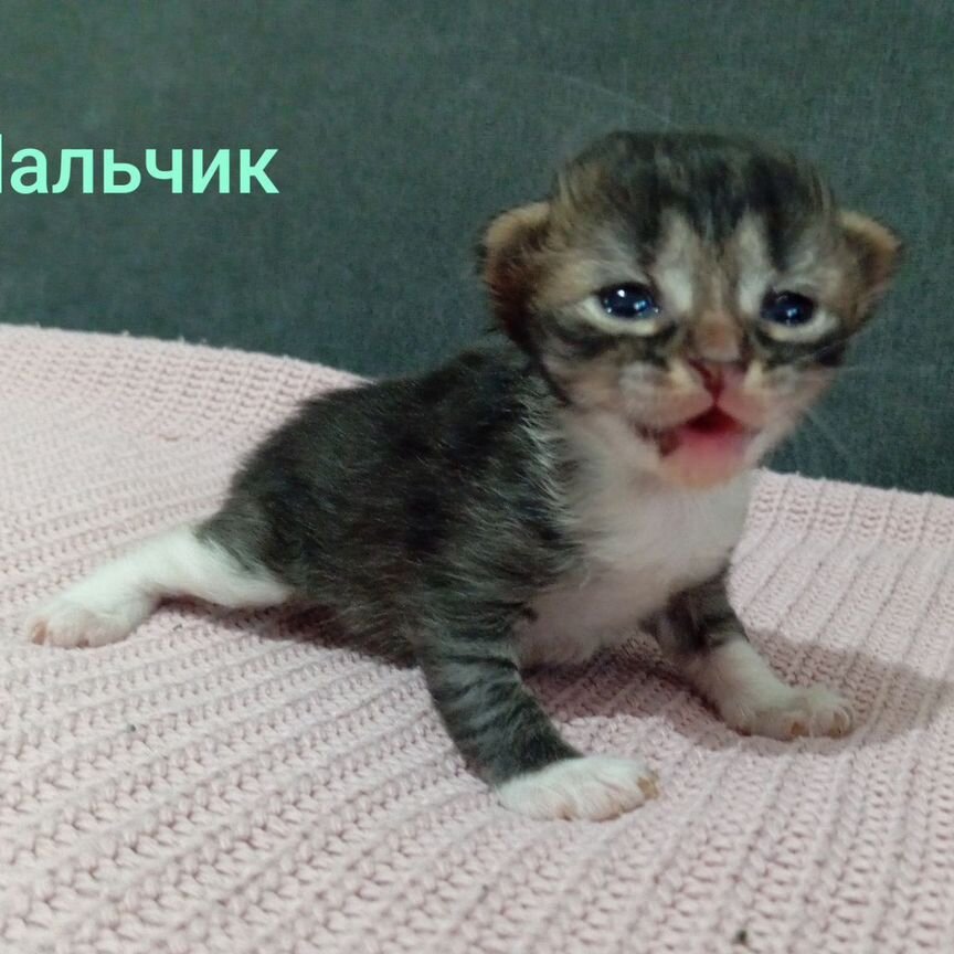 Котята