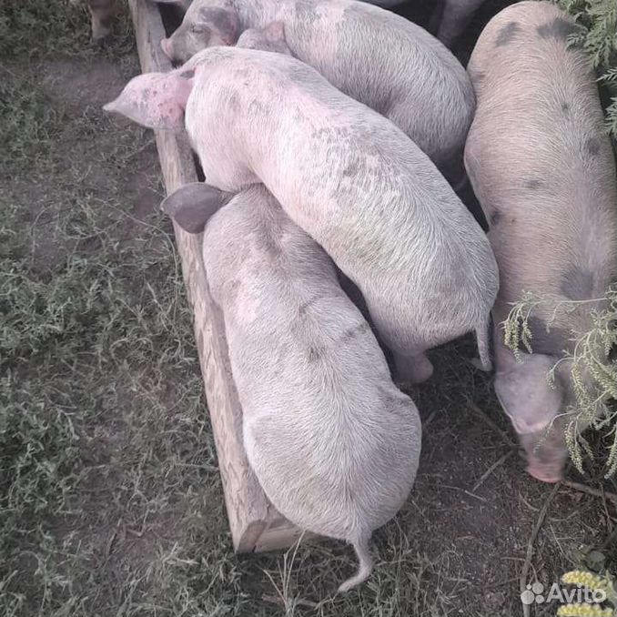 Поросята пьетрен ландра