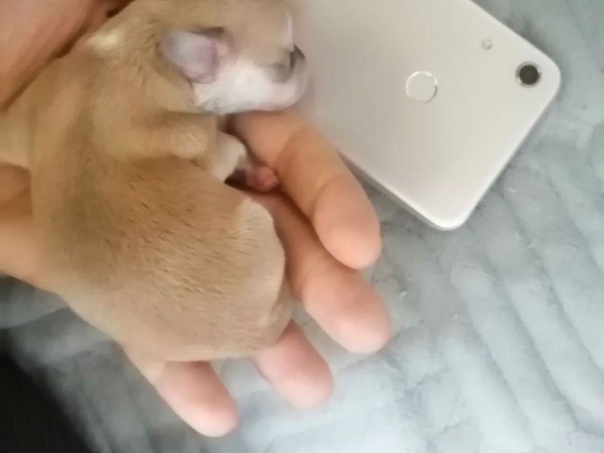 Мини той-терьер щенки