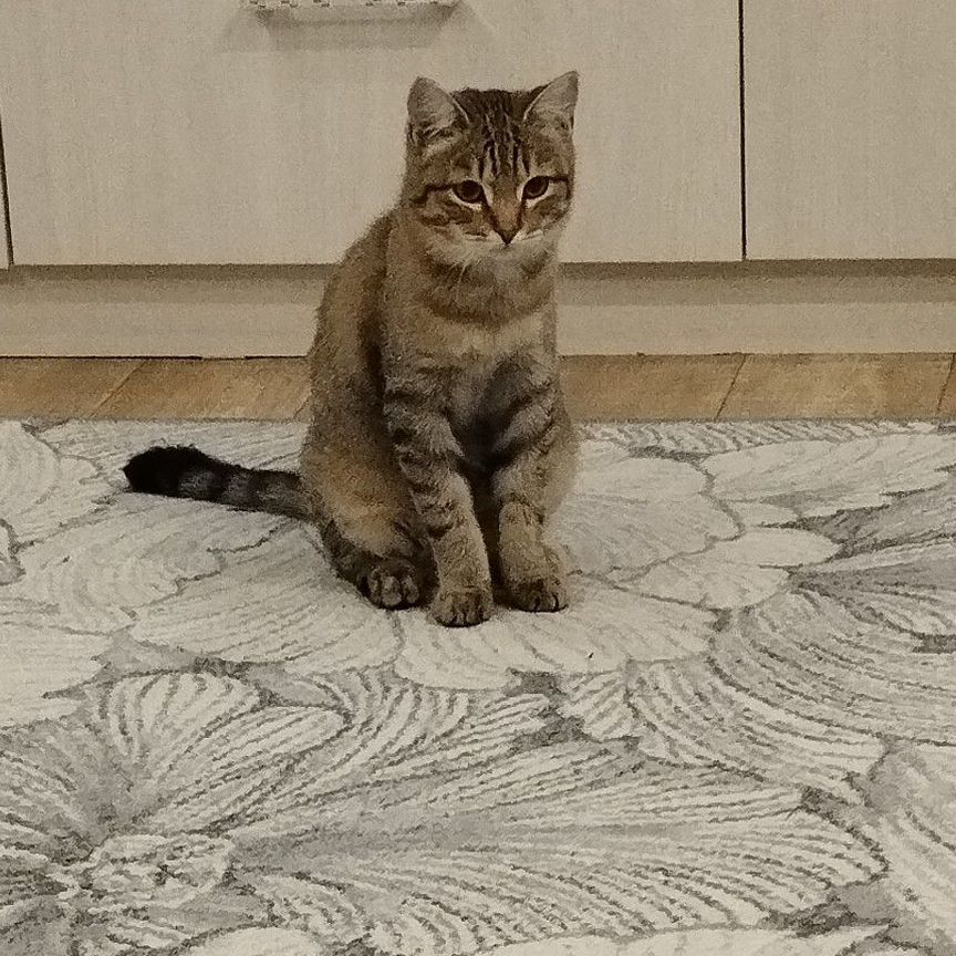 Кот